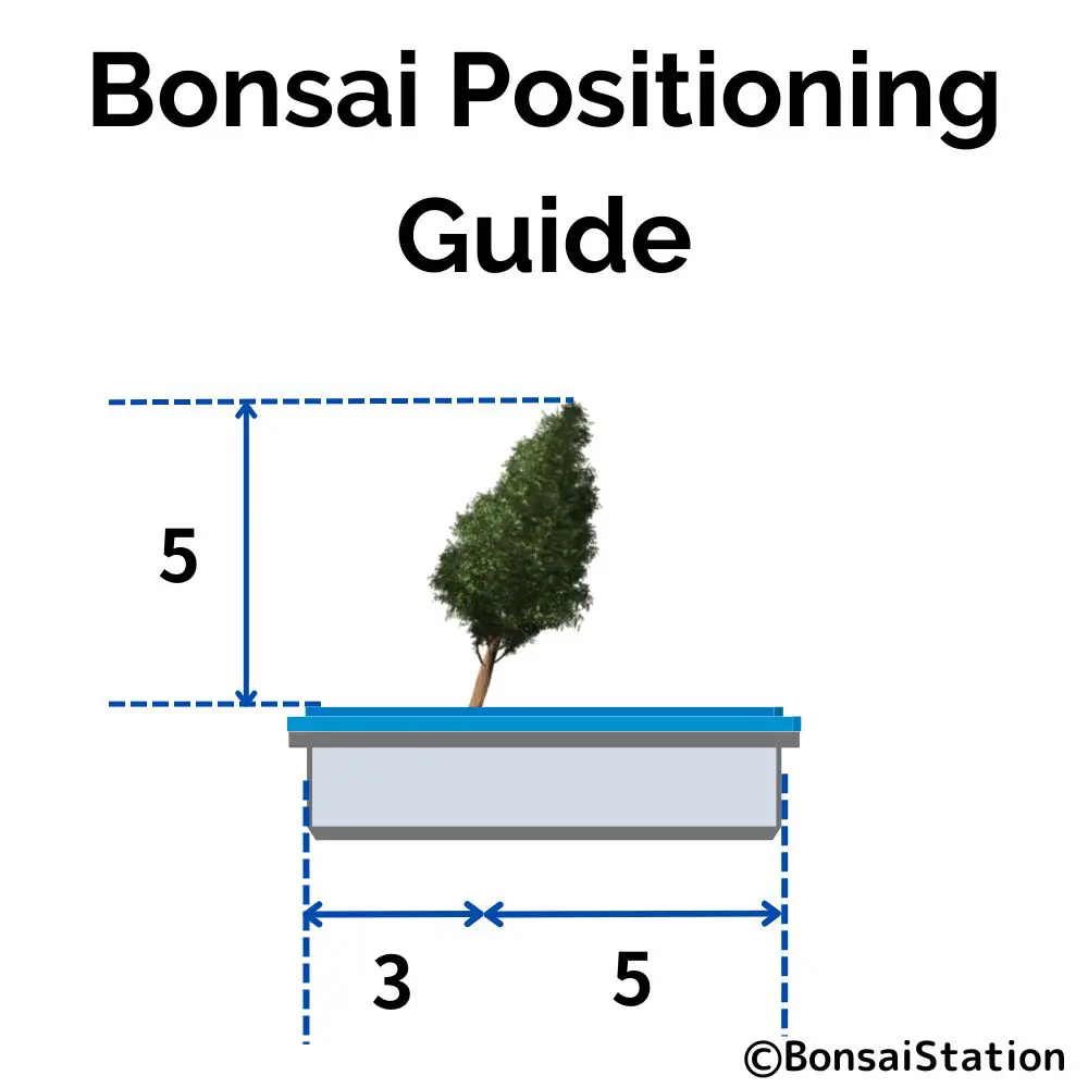 Positioning Bonsai Tree in a Pot: Bonsai Design 101