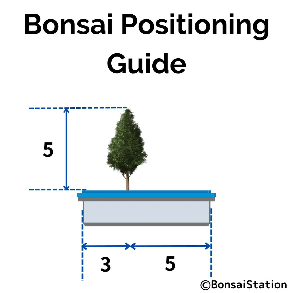 Positioning Bonsai Tree in a Pot: Bonsai Design 101