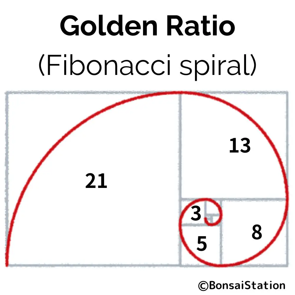 Positioning Bonsai Tree in a Pot: Bonsai Design 101