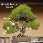 Front And Back: A Guide For Positioning Bonsai