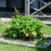 Kusamono Bonsai: The Ultimate Guide