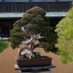 Creating Jin and Shari Bonsai: A Step-By-Step Guide