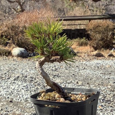 Front And Back: A Guide For Positioning Bonsai