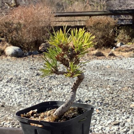 Front And Back: A Guide For Positioning Bonsai