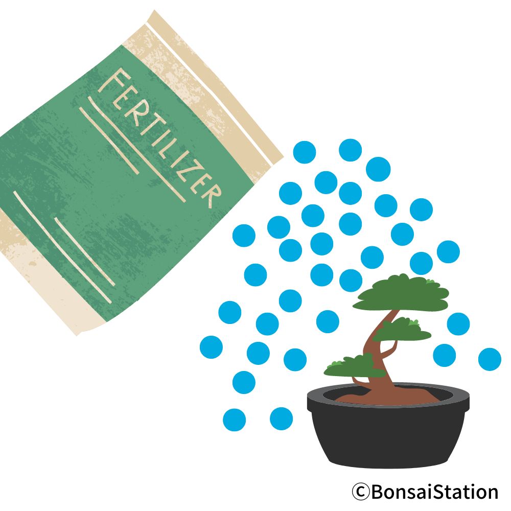 Over or Under Fed Bonsai: How to Monitor/Fix Fertilization