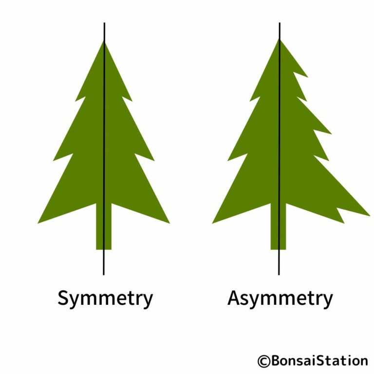 Front And Back: A Guide For Positioning Bonsai