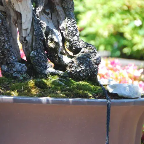 Bonsai Organic Fertilizer: Pros, Cons, and How-Tos