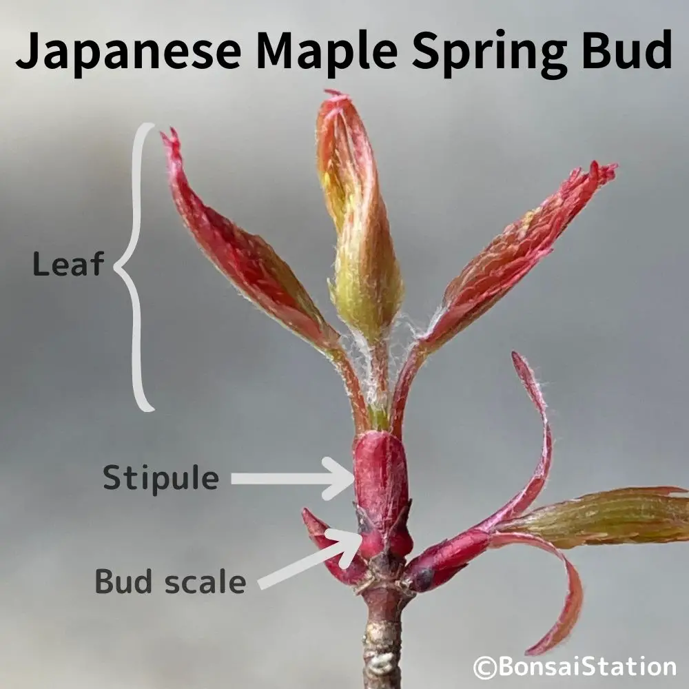 Pinching Japanese Maple Bonsai Spring Buds: Why and How