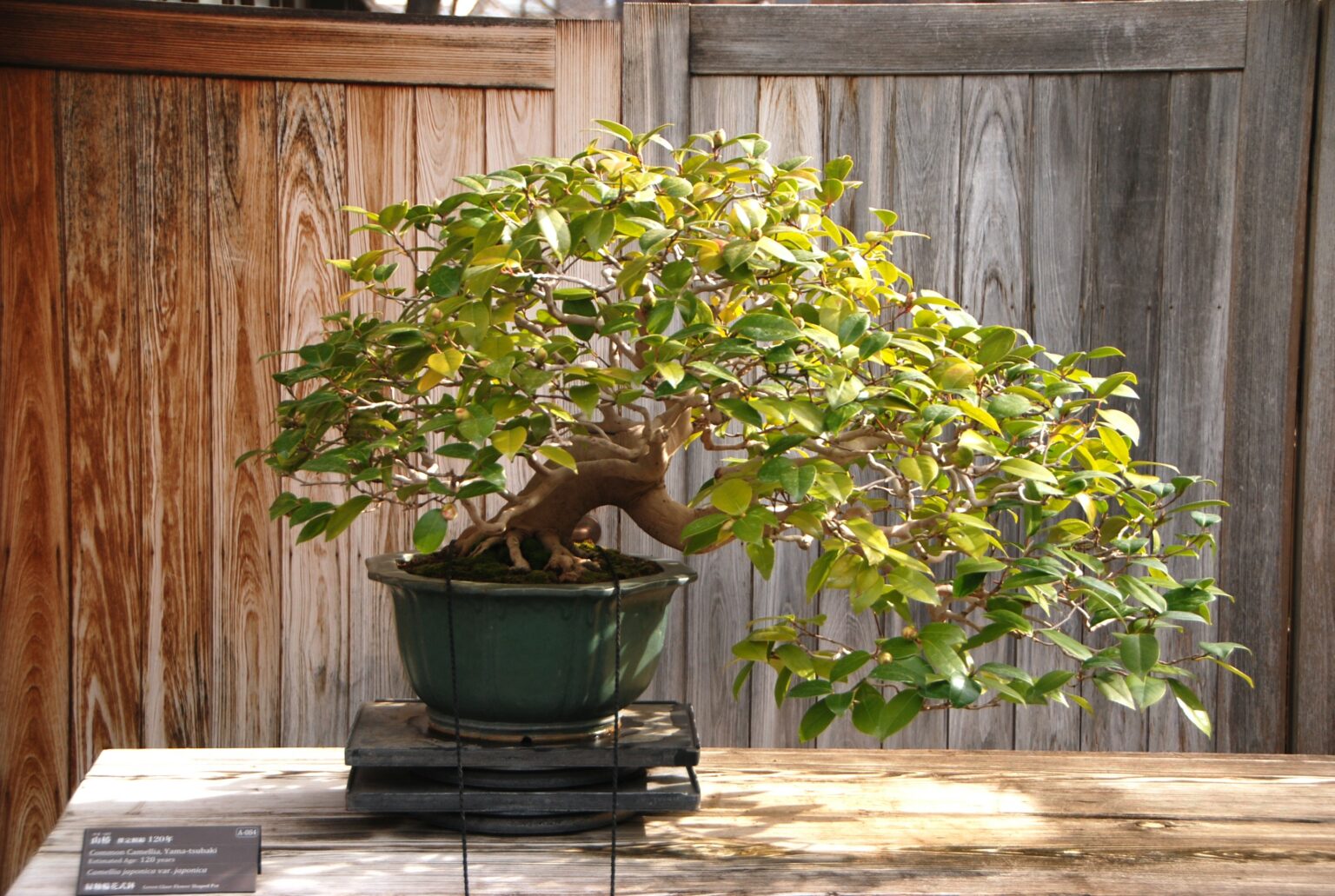 Beginner’s Guide to Repotting Bonsai: A Step-by-Step Guide