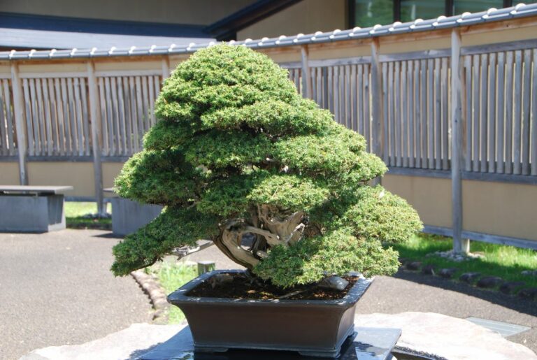 The Science of Bonsai Tree Growth
