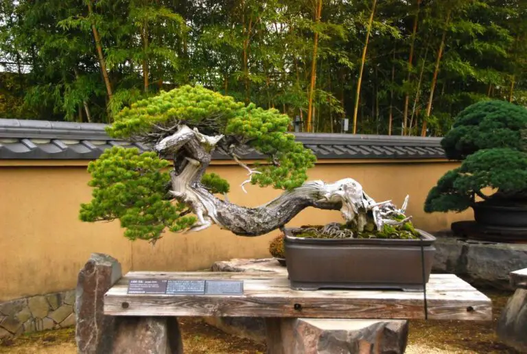 Bonsai Pruning: Why Do It and When?