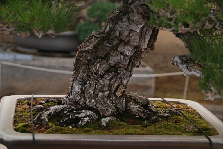 Pest-Free Bonsai: A Complete Guide to Solve Bonsai Troubles