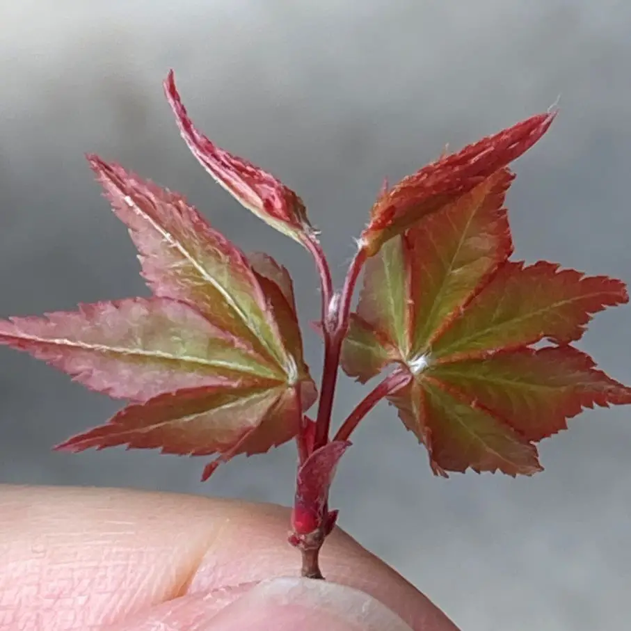 Pinching Japanese Maple Bonsai Spring Buds: Why and How