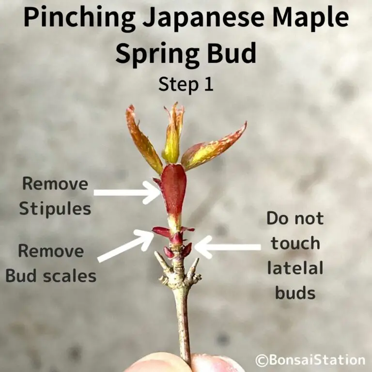 Pinching Japanese Maple Bonsai Spring Buds: Why and How