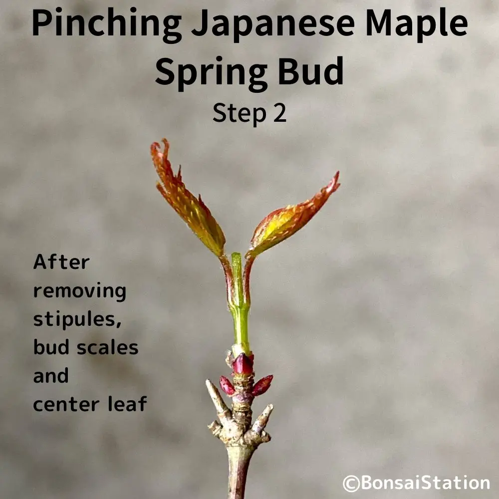Pinching Japanese Maple Bonsai Spring Buds: Why and How