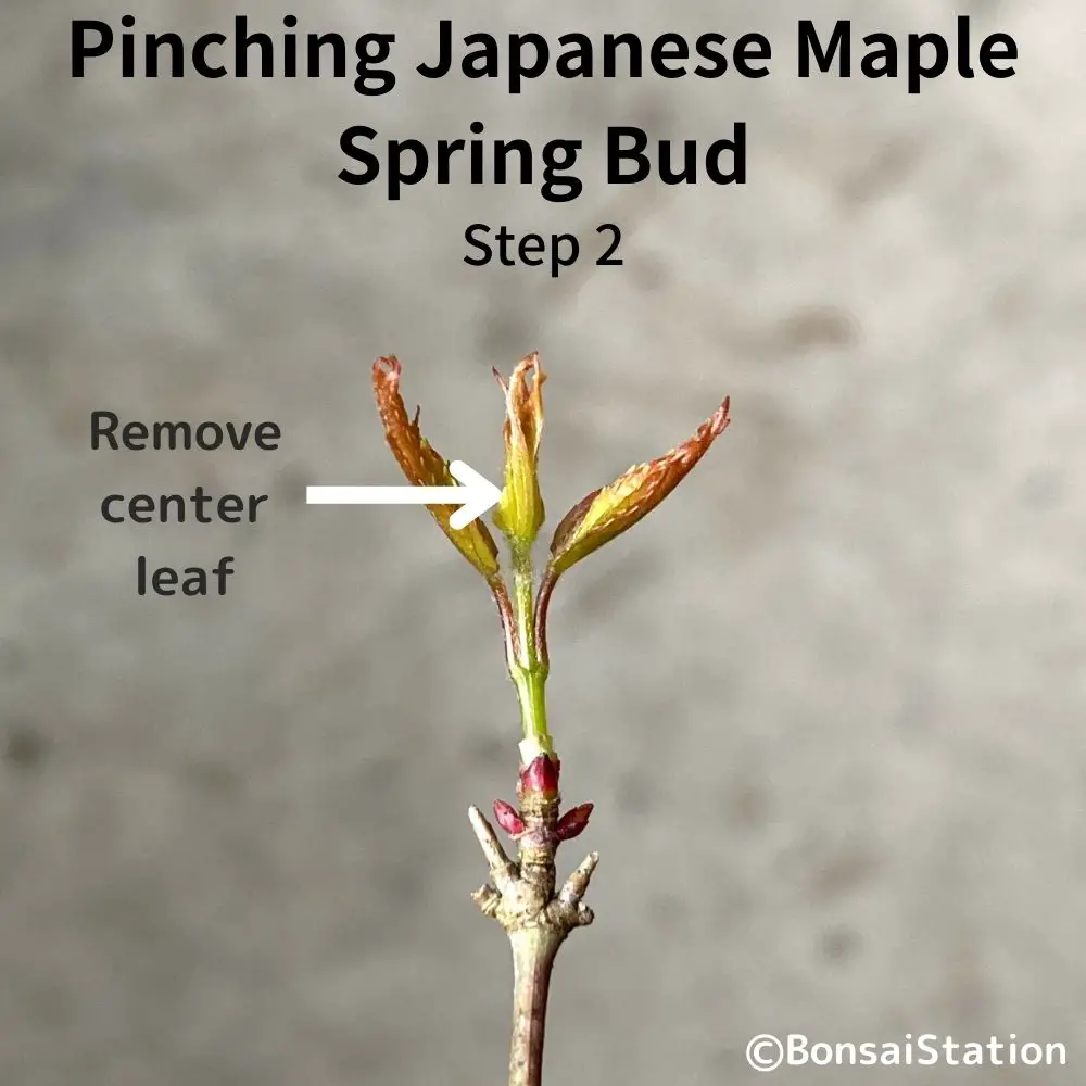 Pinching Japanese Maple Bonsai Spring Buds: Why and How