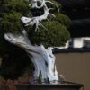 Creating Jin and Shari Bonsai: A Step-By-Step Guide
