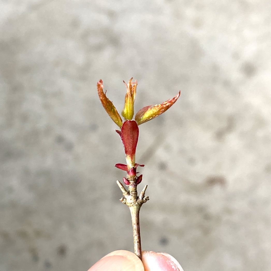Pinching Japanese Maple Bonsai Spring Buds: Why and How