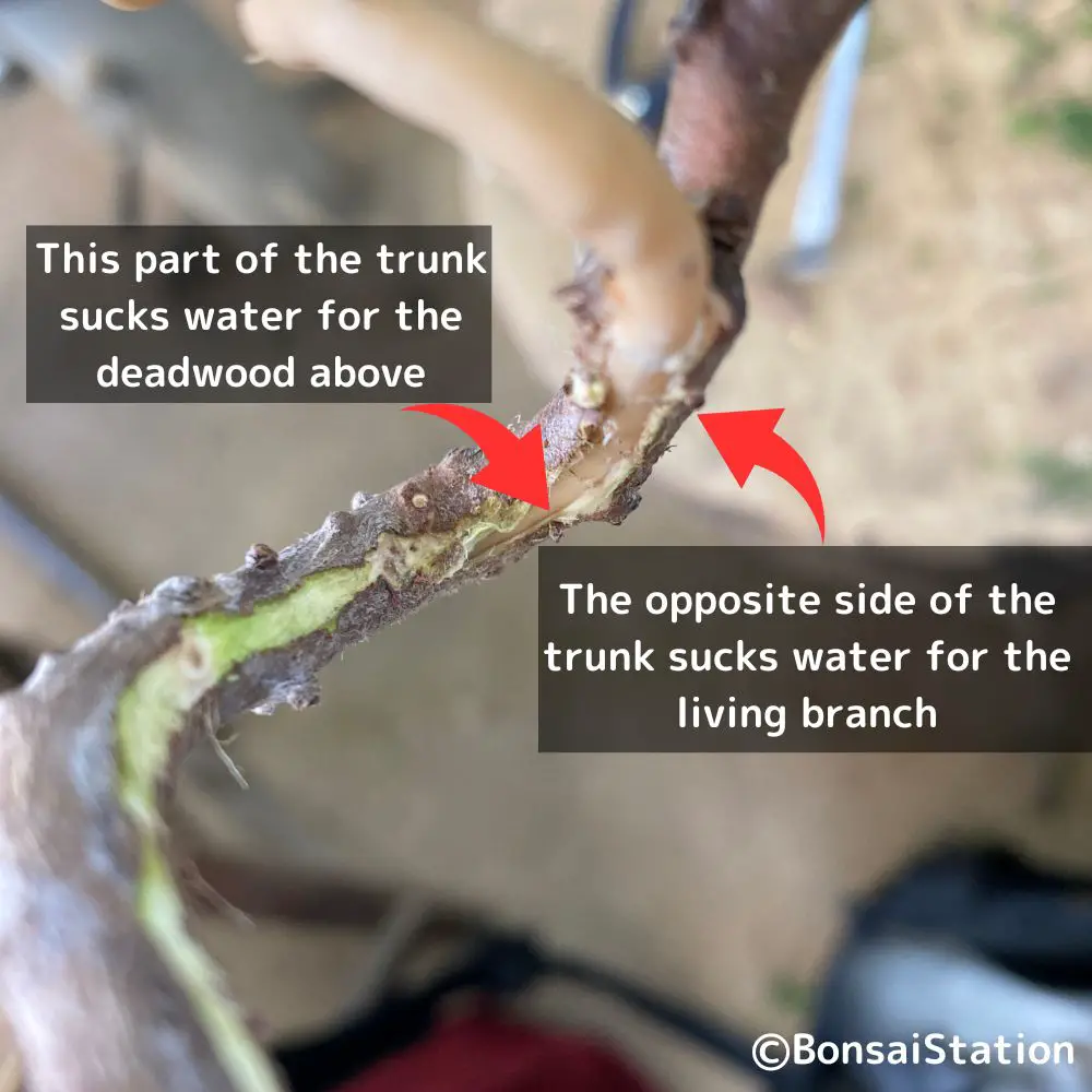 Creating Jin and Shari Bonsai: A Step-By-Step Guide