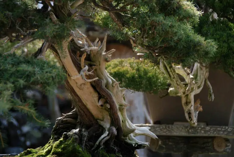 Creating Jin and Shari Bonsai: A Step-By-Step Guide