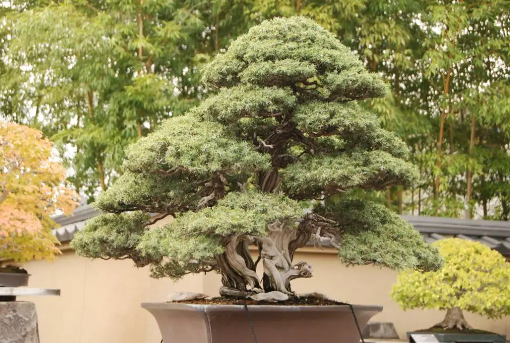 Choosing the Perfect Juniper for Bonsai: A Complete Guide