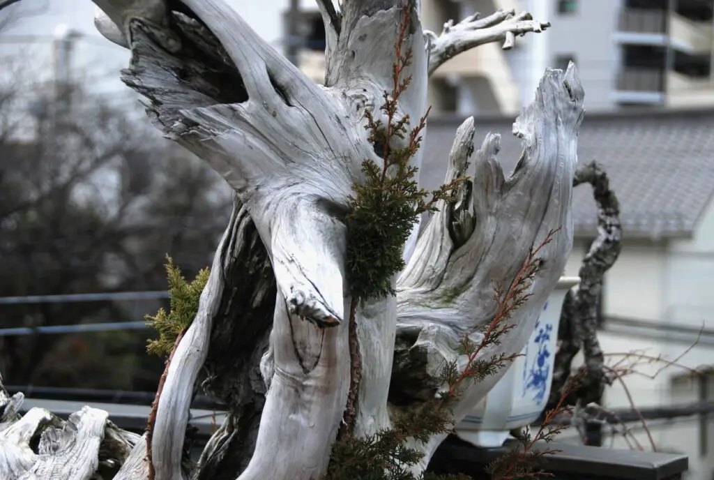 Tanuki Bonsai: Breathing New Life into Dead Trees