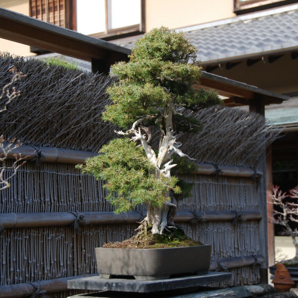 Juniper Bonsai Shapes and Styles: The Basics