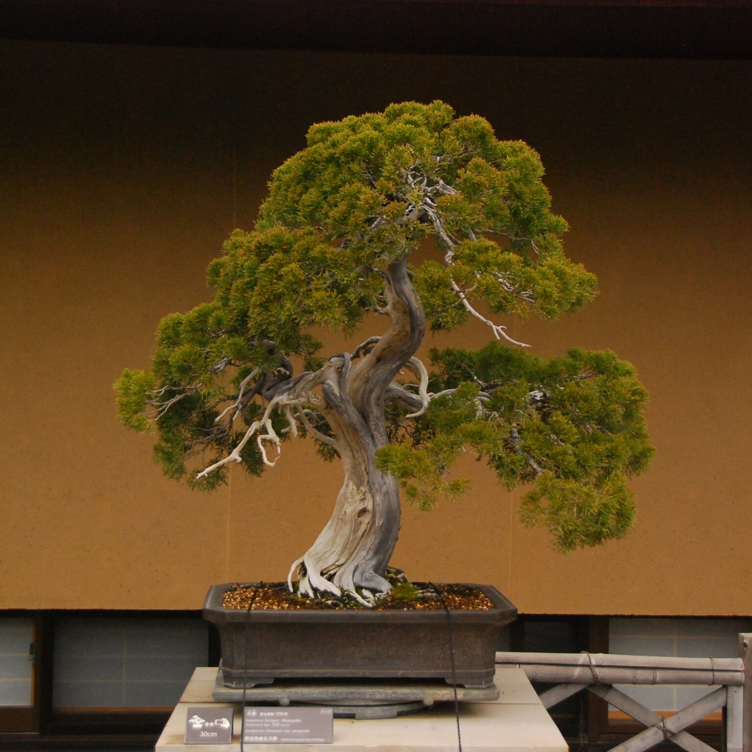 Indoor or Outdoor? A Guide to Juniper Bonsai Placement