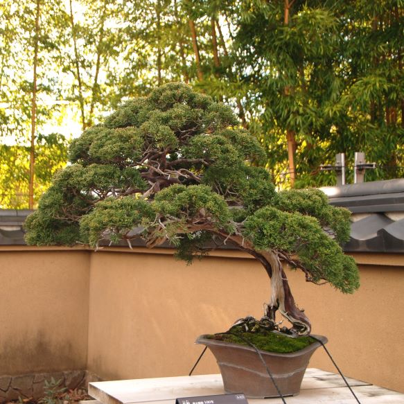 Juniper Bonsai Shapes and Styles: The Basics