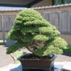 Choosing the Perfect Juniper for Bonsai: A Complete Guide