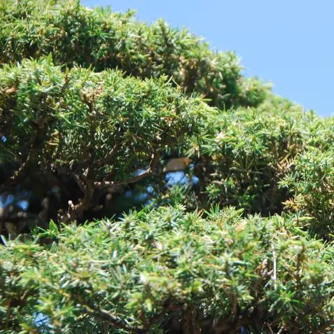 Choosing the Perfect Juniper for Bonsai: A Complete Guide