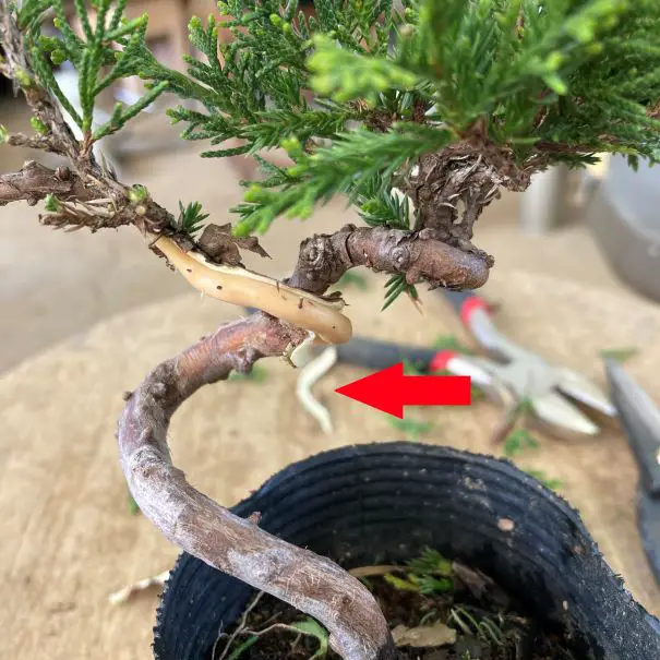 Creating Jin and Shari Bonsai: A Step-By-Step Guide