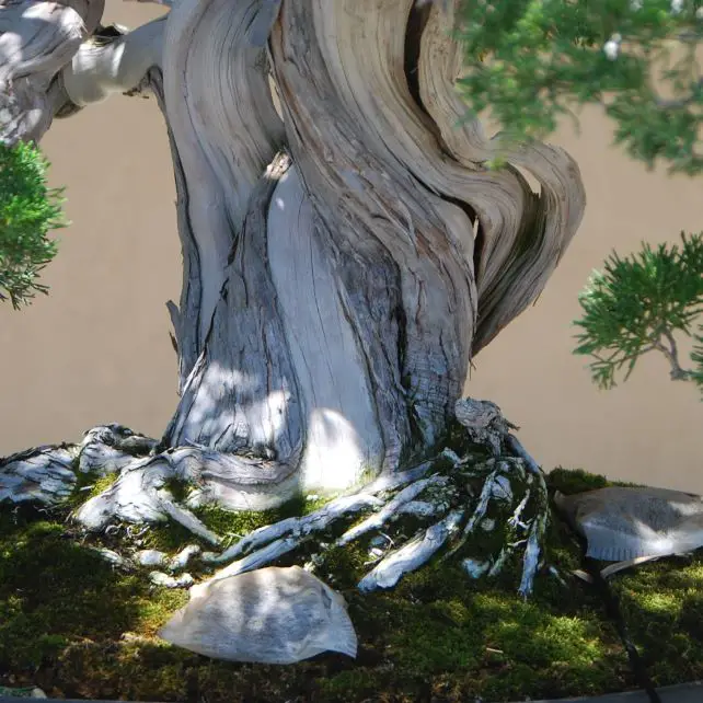 Choosing the Perfect Juniper for Bonsai: A Complete Guide