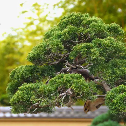Choosing the Perfect Juniper for Bonsai: A Complete Guide
