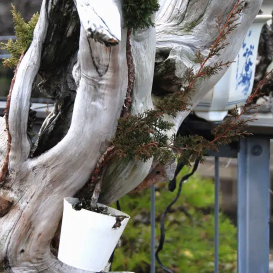 Tanuki Bonsai: Breathing New Life into Dead Trees