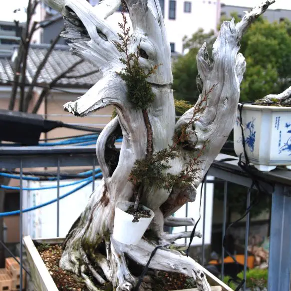 Tanuki Bonsai: Breathing New Life into Dead Trees
