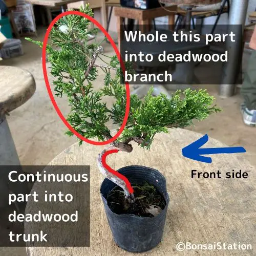 Creating Jin and Shari Bonsai: A Step-By-Step Guide