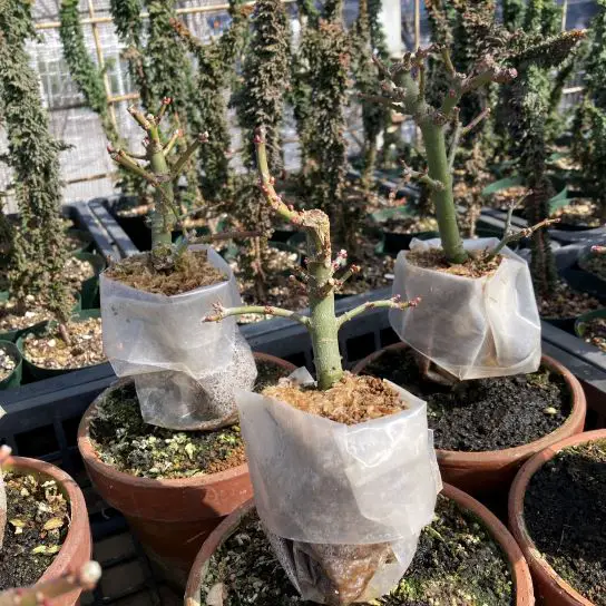 Juniper Bonsai Propagation A Complete Guide