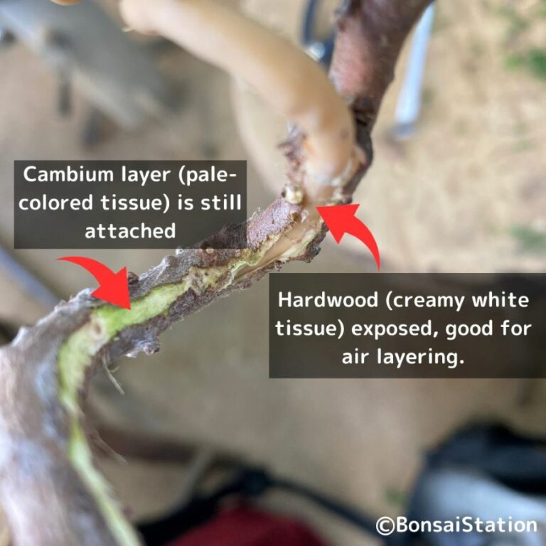 Juniper Bonsai Propagation: A Complete Guide