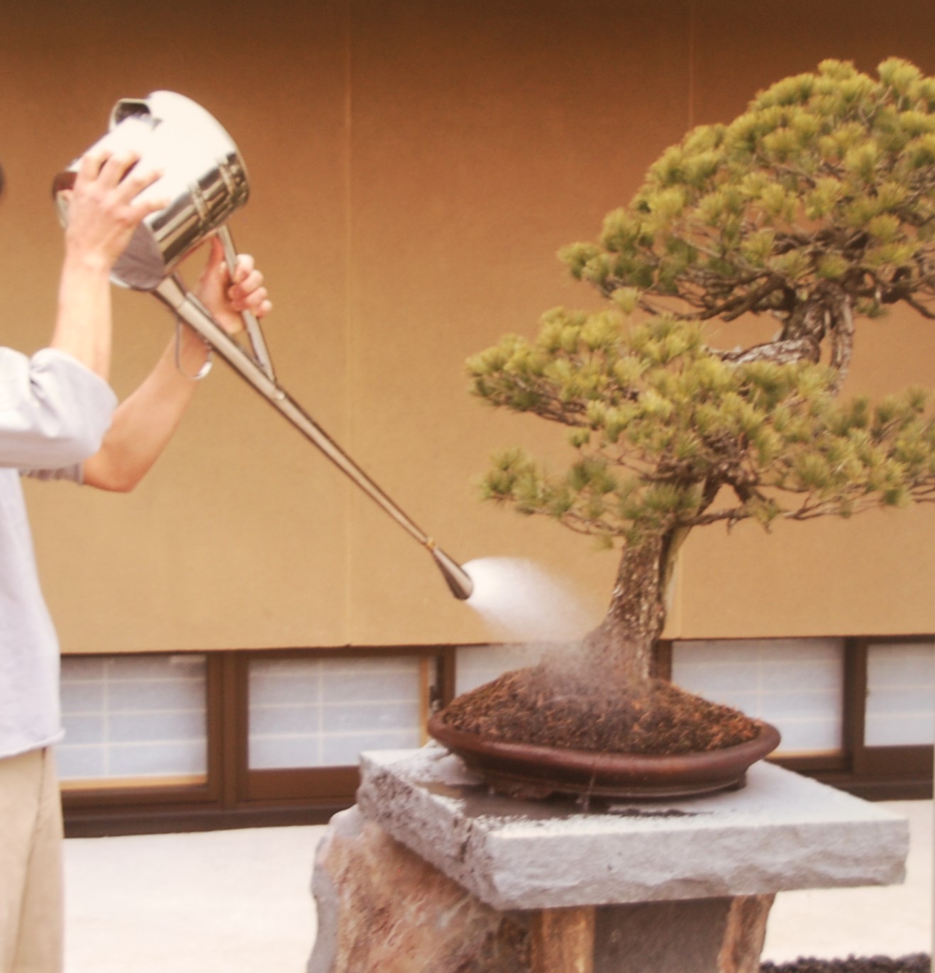 Bonsai Summer Watering: Essential Tips For Surviving Heat