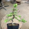 Choosing the Right Wire for Bonsai: A Comprehensive Overview