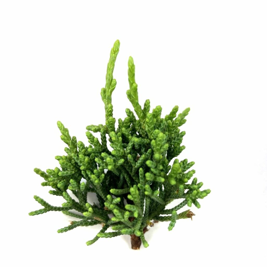 Pruning and Pinching Juniper Bonsai: Mastering Bonsai Technique