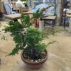 Pruning and Pinching Juniper Bonsai: Mastering Bonsai Technique
