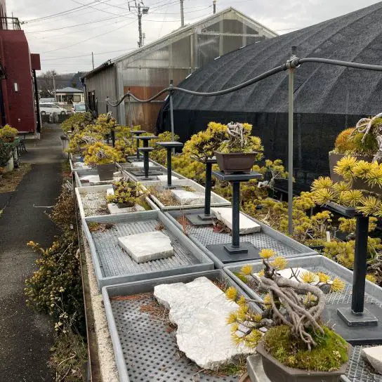 Bonsai Summer Watering: Essential Tips For Surviving Heat