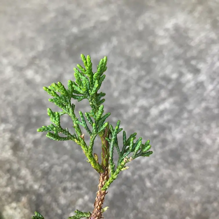Pruning and Pinching Juniper Bonsai: Mastering Bonsai Technique