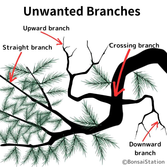 Pruning and Pinching Juniper Bonsai: Mastering Bonsai Technique