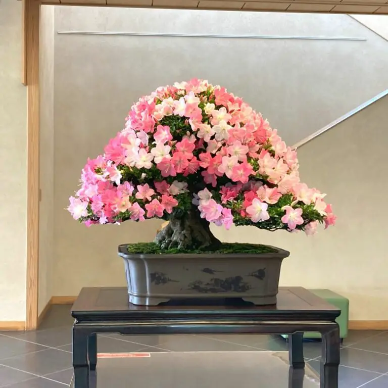 Azalea for Bonsai: Exploring Diverse Azalea Family