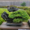 Creating Bonsai On Rock: A Step-by-Step Guide