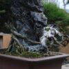 Creating Bonsai On Rock: A Step-by-Step Guide