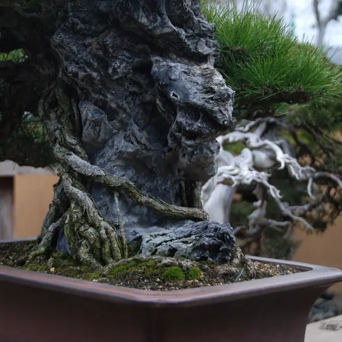 Bonsai On Rock: Selecting Perfect Trees and Rocks